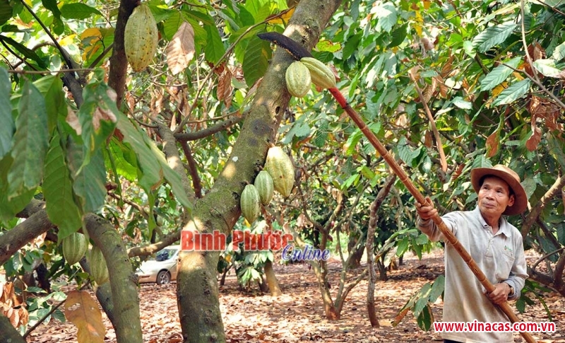 Cho điều ở chung với ca cao, giá có ”lao đao” dân vẫn kiếm khá tiền