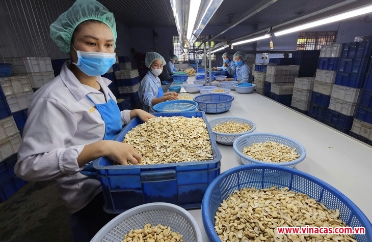 Loạt lý do khiến ngành điều Việt Nam lo khó tồn tại